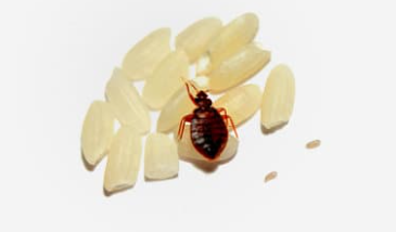 Fakta du trenger å vite om veggedyr – hvordan bli kvitt dem? - Skadedyr ...