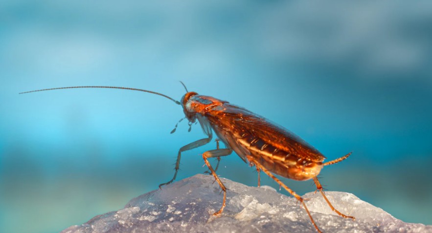 What is the Biggest Danger of Pests? | Empire Pest Control London