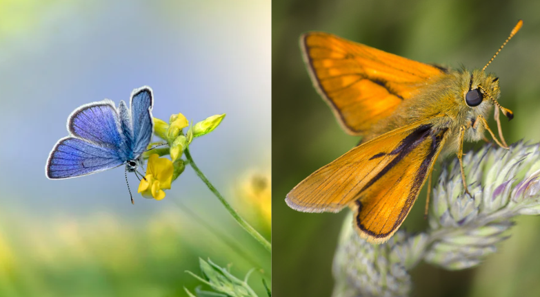 5 Pests that Change Looks – How to find them? | Empire Pest Control London