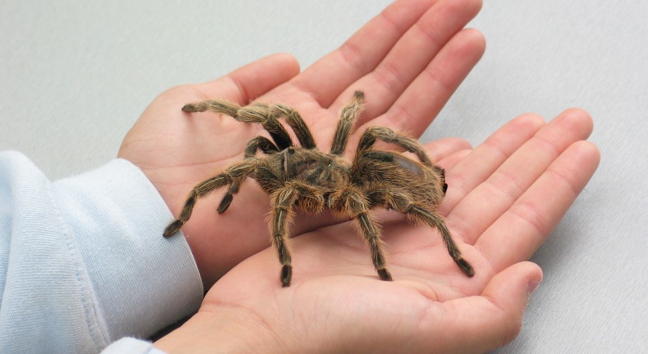 What Diseases Does Spider Bite Cause? | Empire Pest Control London
