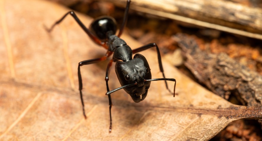 Do Ant Traps Work for Carpenter Ants? | Empire Pest Control London
