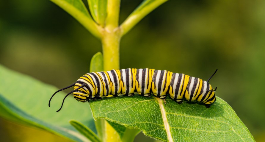 What Attracts Caterpillars to Your House? | Empire Pest Control London