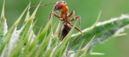 Types of Ants - 8 Common Invaders