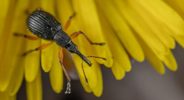 How Harmful Are Weevils? | Empire Pest Control London