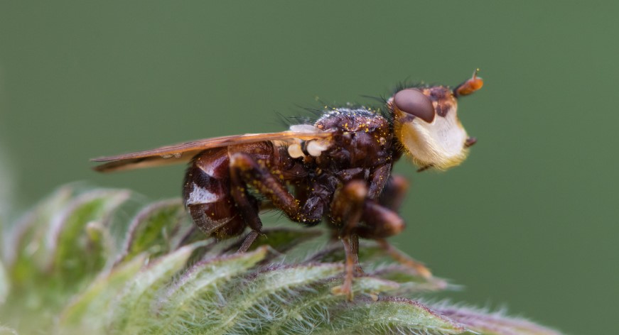 How to Get Rid of Myopa? | Empire Pest Control London