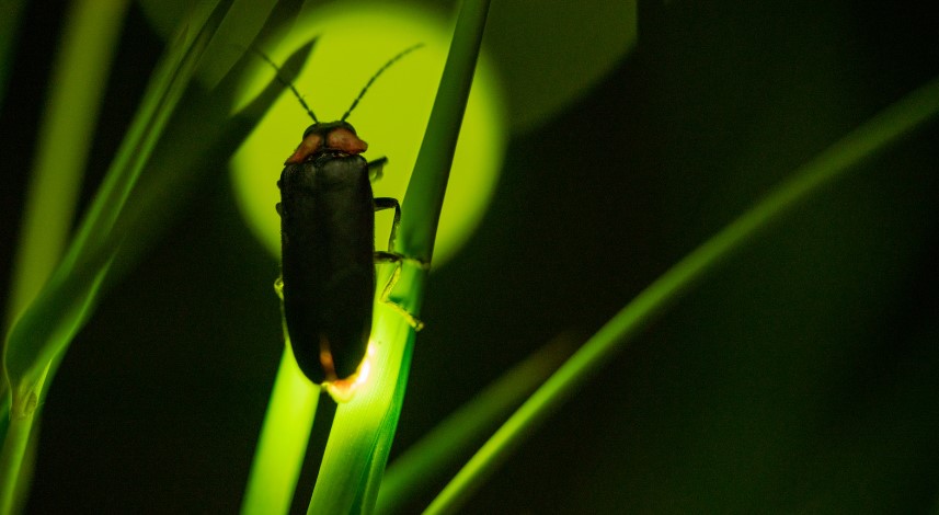 How to Get Rid of Fireflies? | Empire Pest Control London