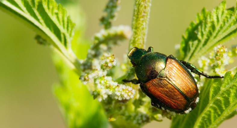 How to Get Rid of Fur Beetles? | Empire Pest Control London