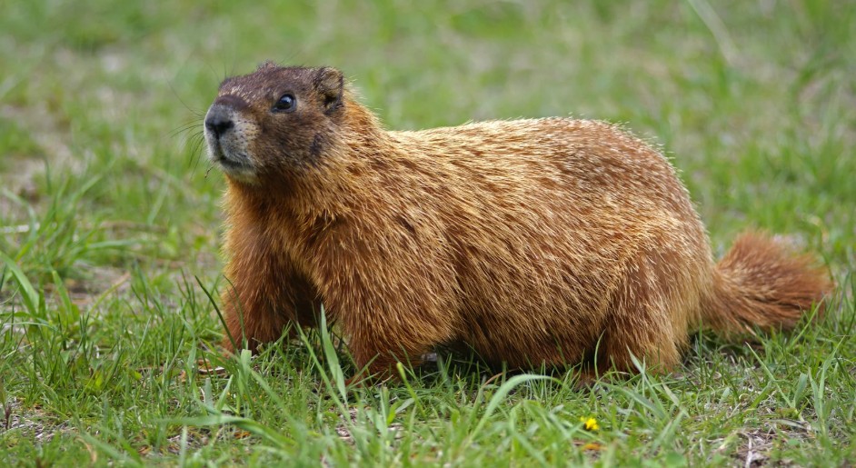 Killing Groundhogs With Antifreeze