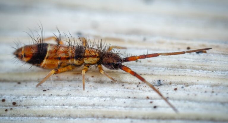 How to Get Rid of Springtails? | Empire Pest Control London