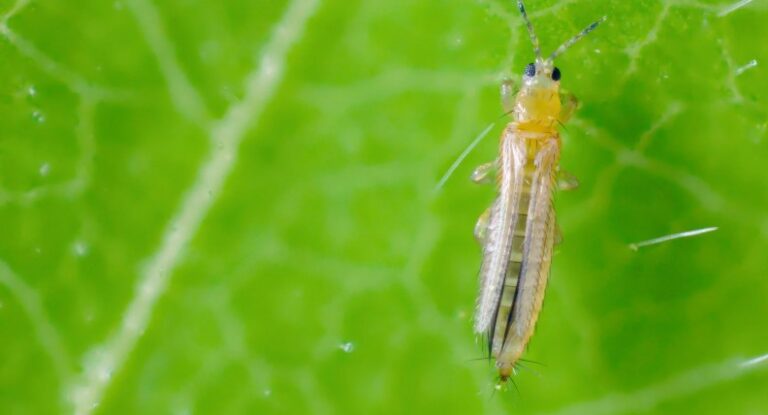 How to Get Rid of Thrips? | Empire Pest Control London