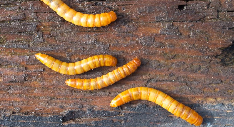 What Attracts Mealworms to Your House? | Empire Pest Control London
