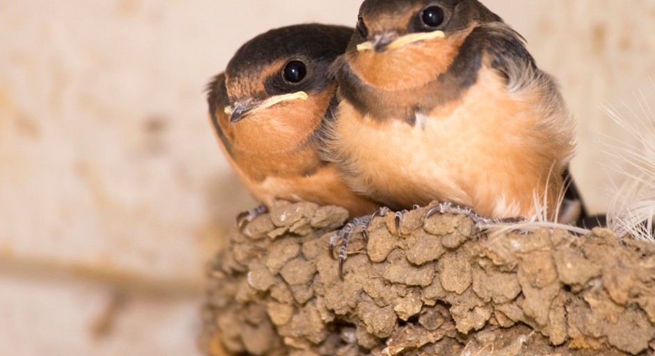 How to Remove a Mud Nest? | Empire Pest Control London