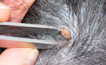 How to Check for Ticks and Tips to Get Rid of Them | Empire Pest ...
