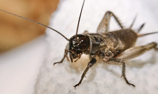 What Attracts Crickets in the House? | Empire Pest Control London