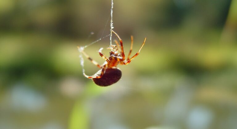 What Causes Spider Infestation in Your Home? | Empire Pest Control London