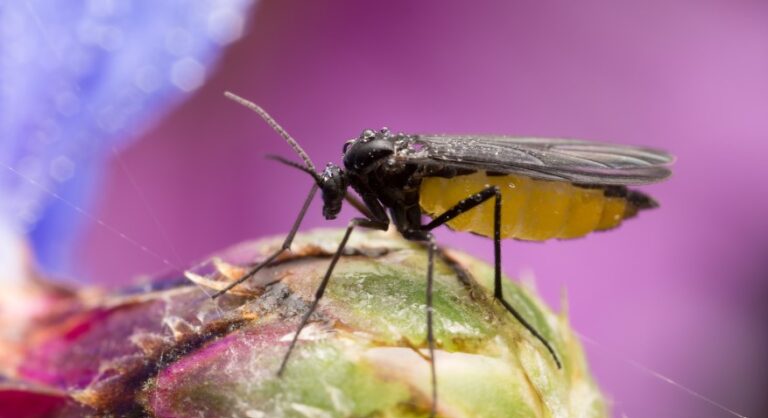 How To Get Rid of Gnat? | Empire Pest Control London