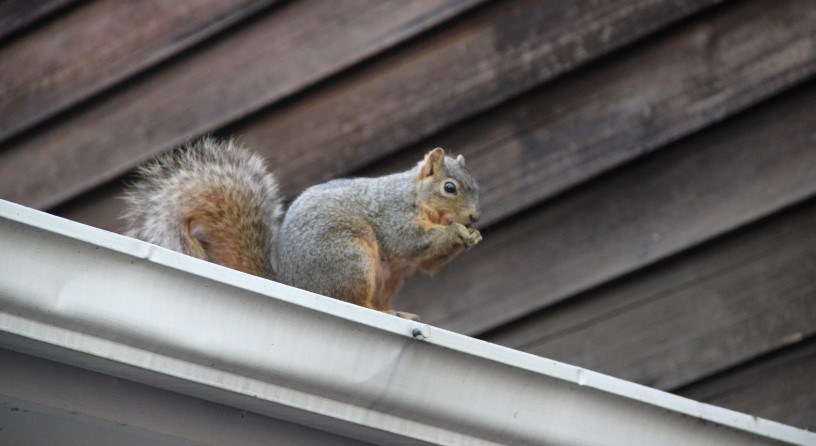 WHAT ATTRACTS SQUIRRELS TO YOUR HOUSE? – pestcontrolsupermarket