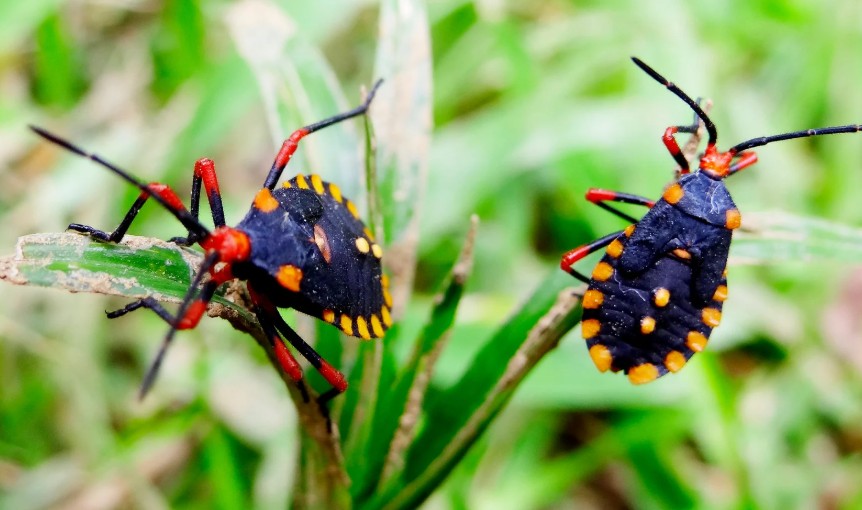 Why Are Bugs Worse in the Summer? | Empire Pest Control London