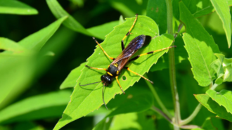 Hva er Mud Daubers og hvordan bli kvitt dem? - Skadedyr Norge