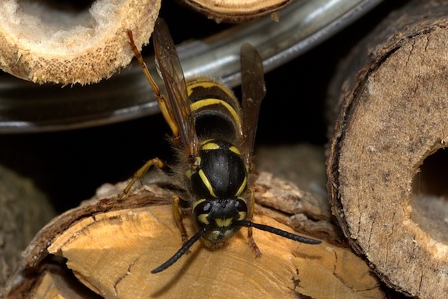 Do Wasps Hibernate Inside Houses? | Empire Pest Control London