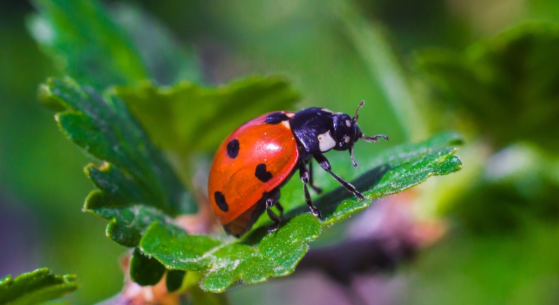 How to Get Rid of Red Spider Mites?| Empire Pest Control London
