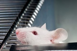 How to tell if you have mice in your car? | Empire Pest Control