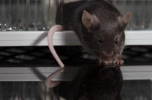 How to tell if you have mice in your car? | Empire Pest Control