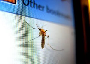 Climate Change And Pests: Effects Of Global Warming | Empire Pest ...