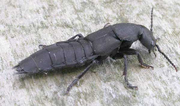 Rove Beetle - Have You Got Rove Beetles in Your Home?