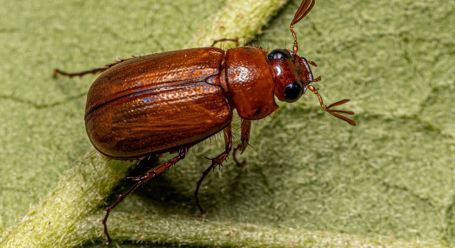 How To Get Rid of Woodworm? | Empire Pest Control London